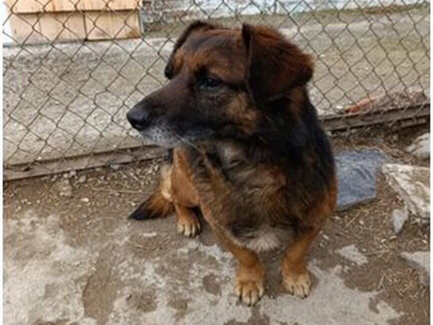 Собаки желают обрести семью)