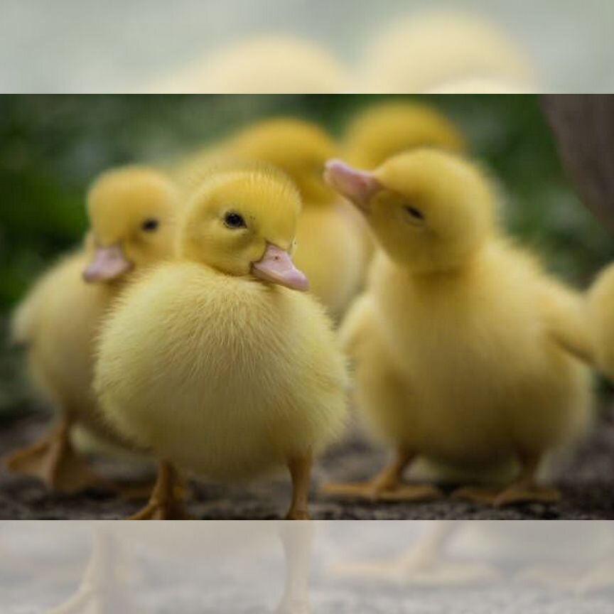 Мускусные утята от утки наседки