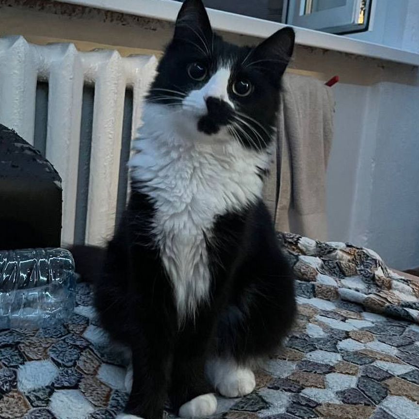 Кошки в добрые руки