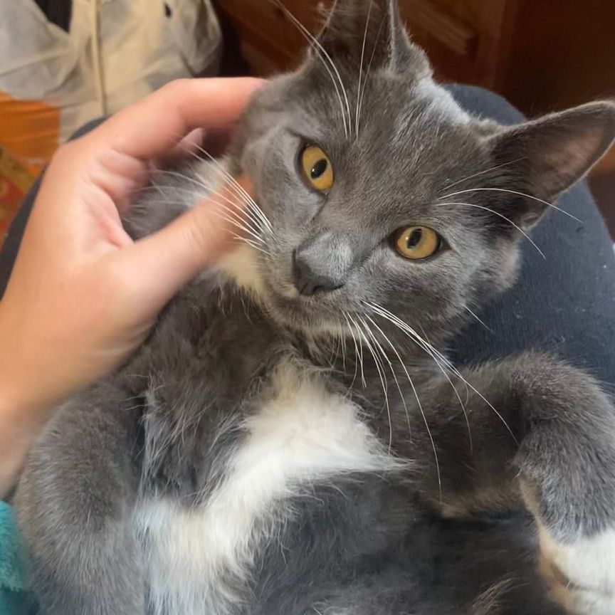 Котенок серенький мальчишка