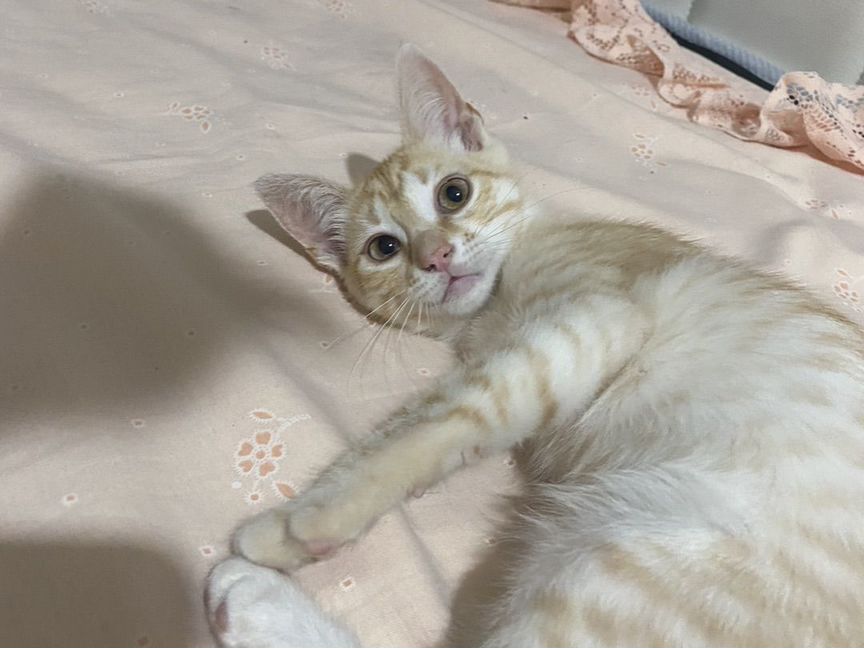 Ищем хозяина для кошечки