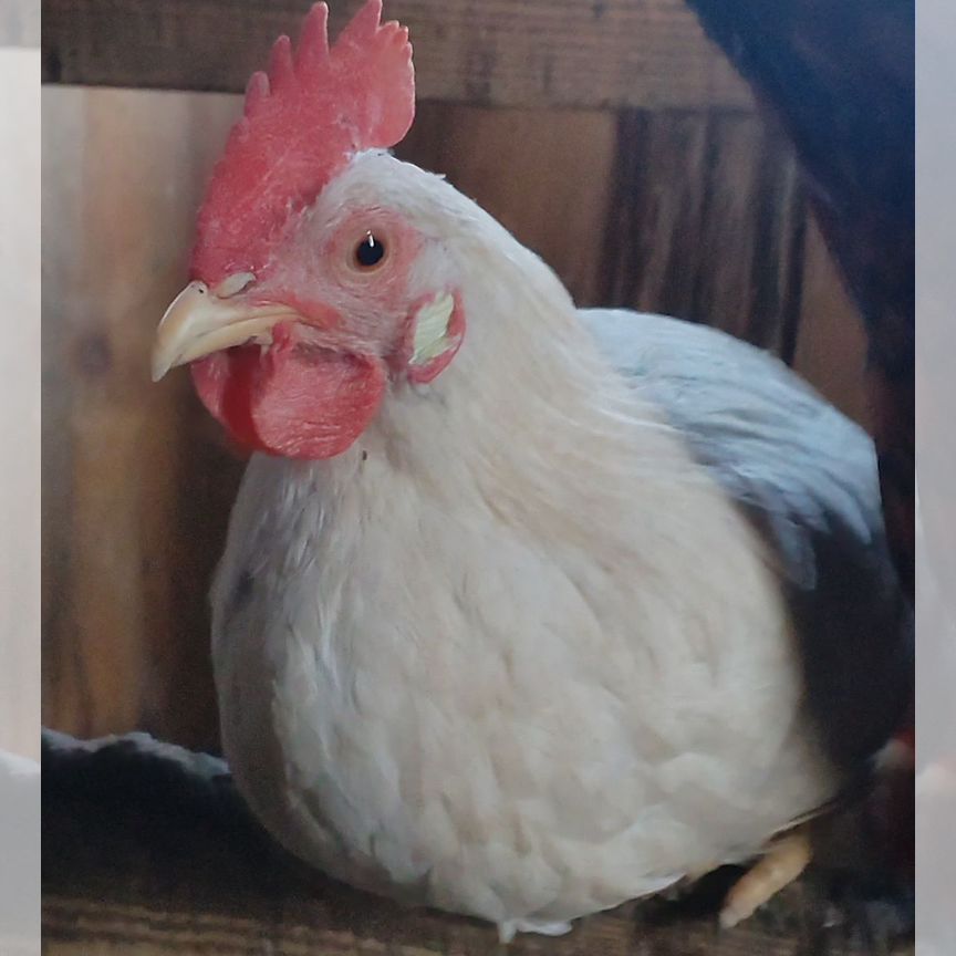 Продам петухов