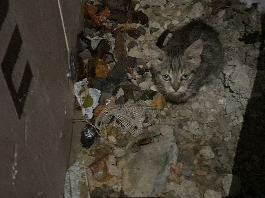 Спасите котенка, на улице очень холодно