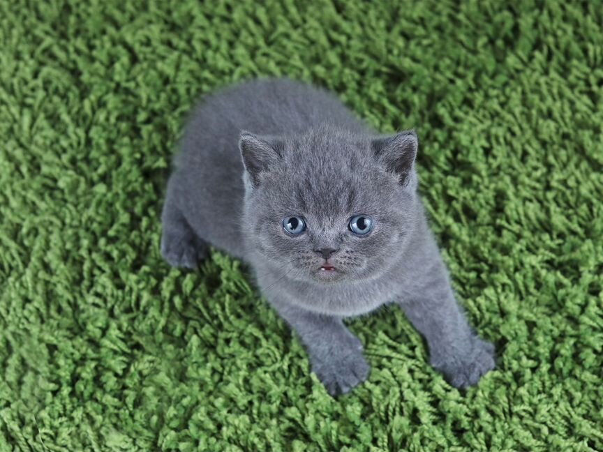 Британские котята мальчики и девочки