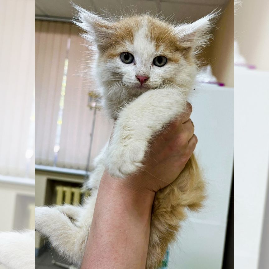 Котёнок в добрые руки