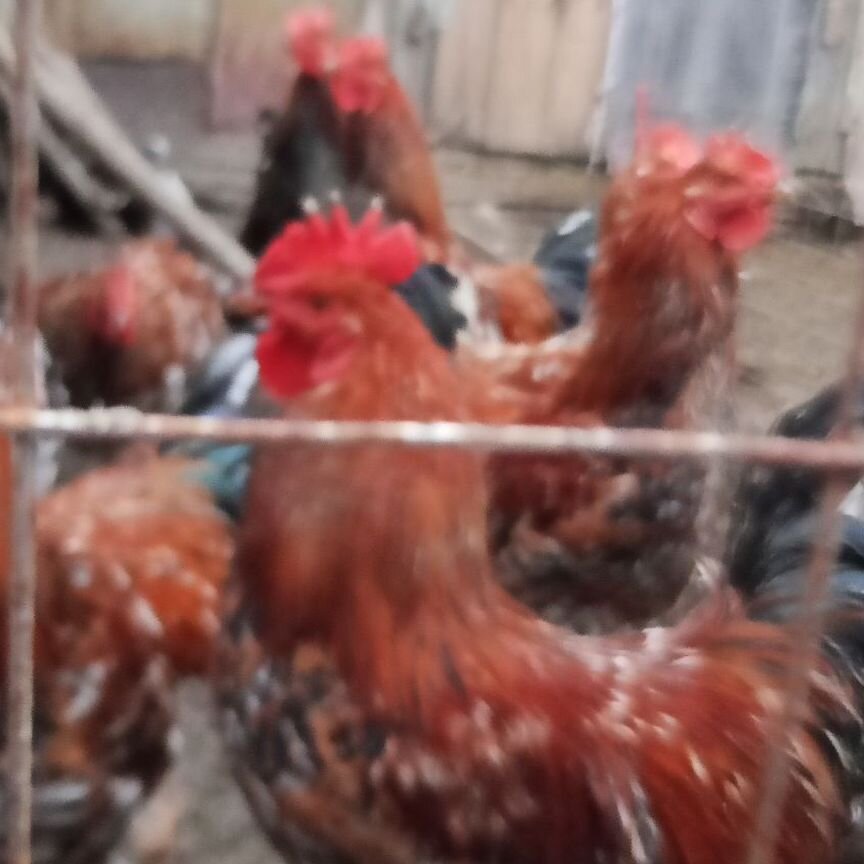 Петухи домашние
