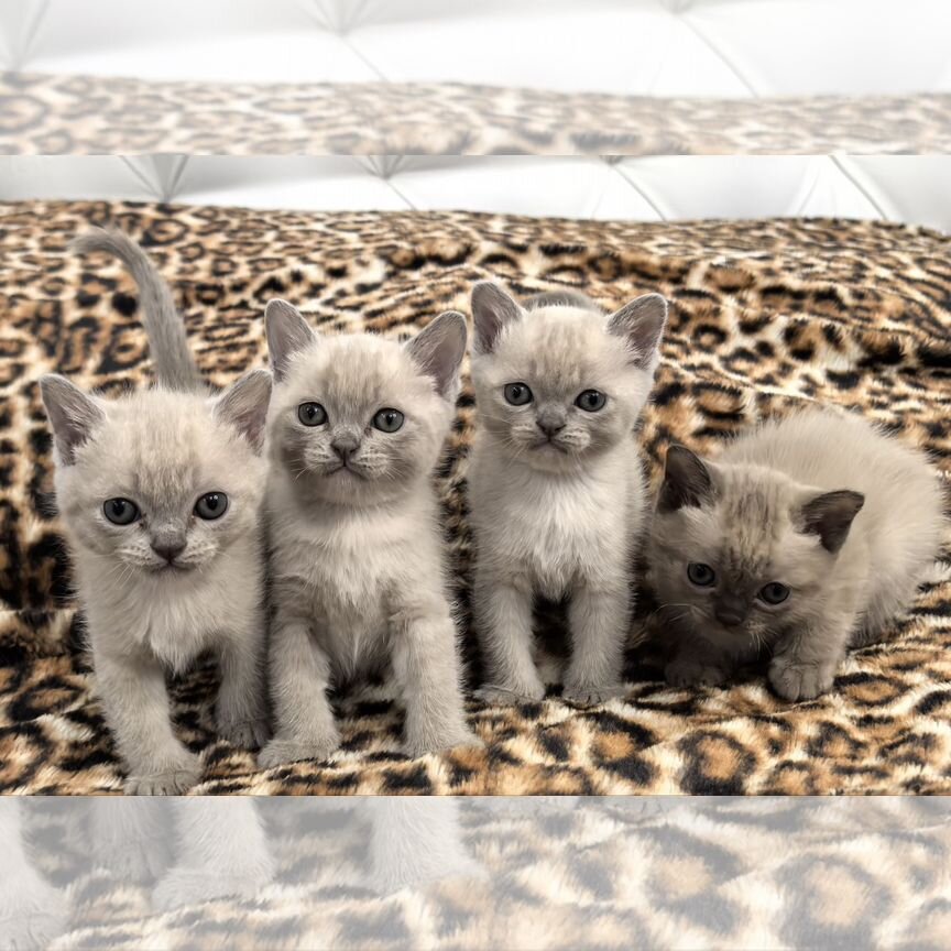 Американский бурманский котёнок