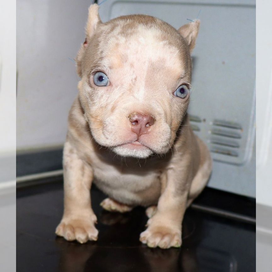 Американский булли, щенок