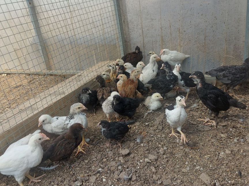 Цыплята несушки месячные