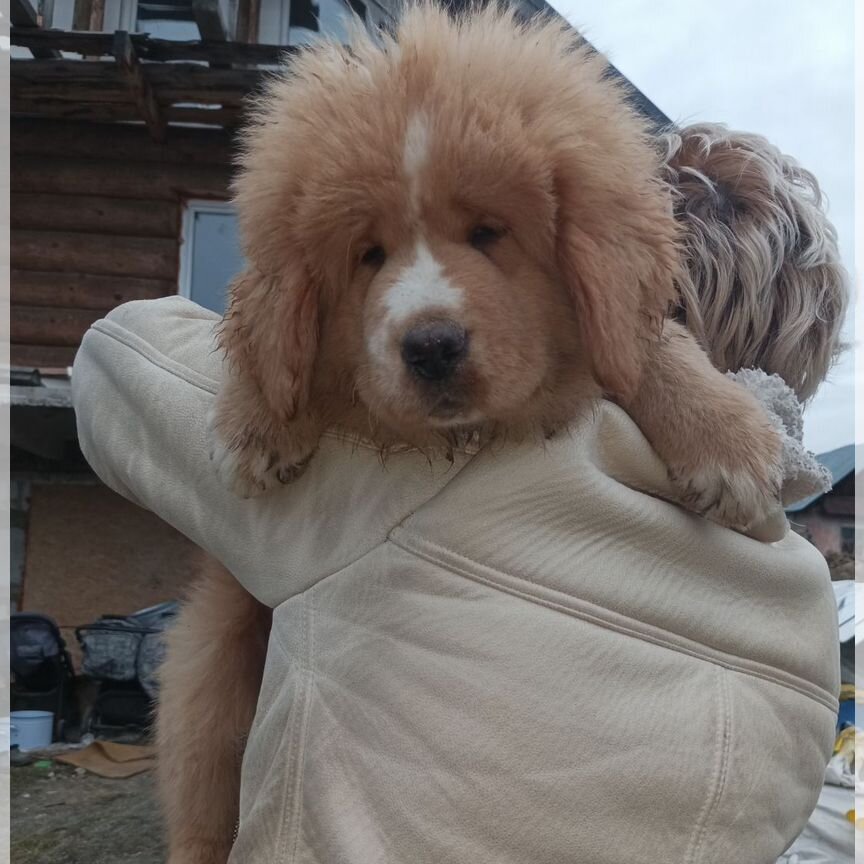 Тибетский мастиф, щенок