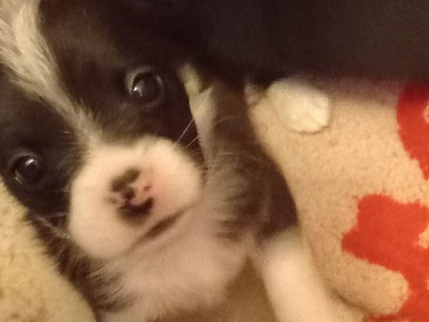 Щенки французского бульдога помесь с дворняжкой