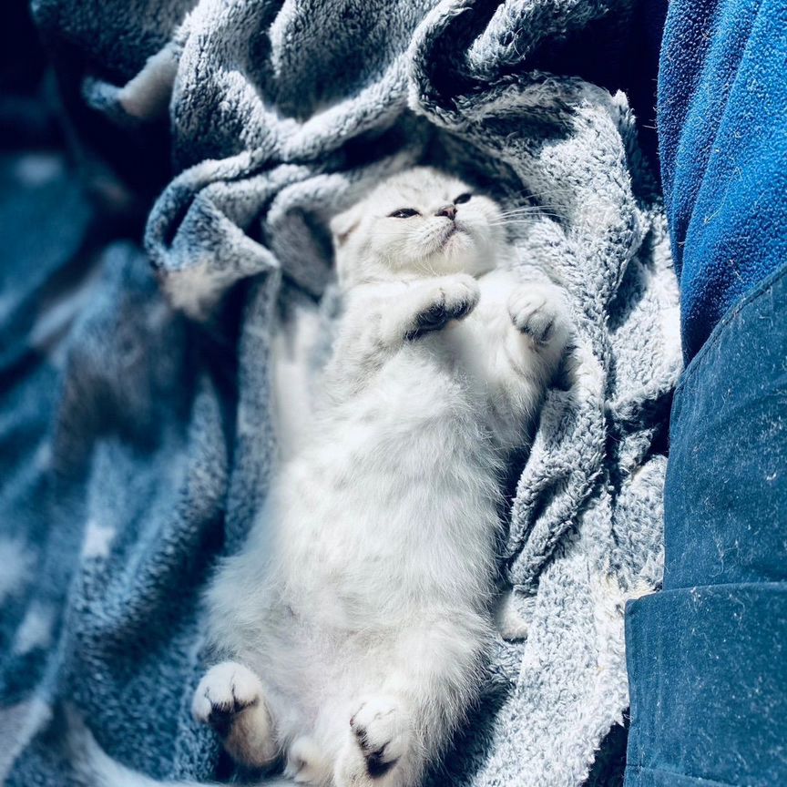 Котята шотландские серебристая шиншилла