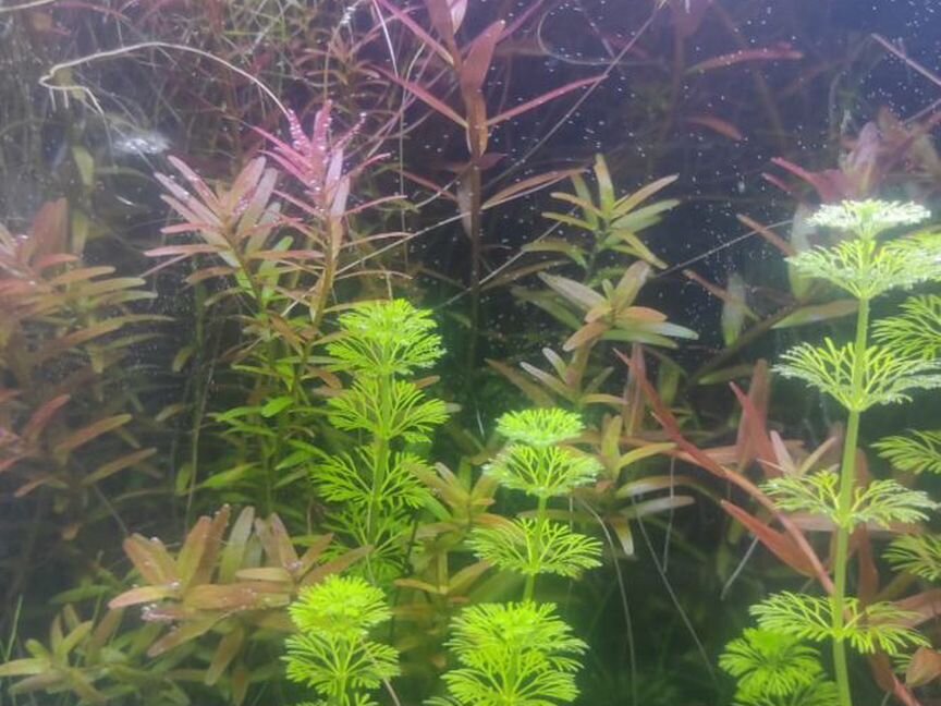 Аквариумные растения прополка
