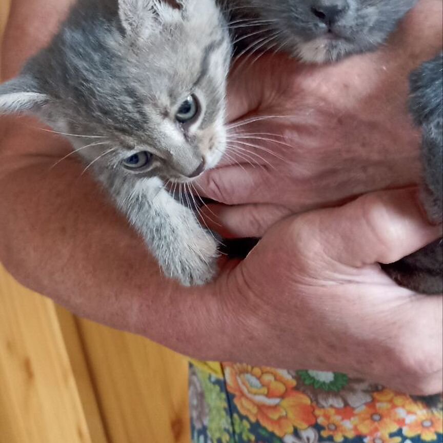 Котята отдам в добрые руки бесплатно