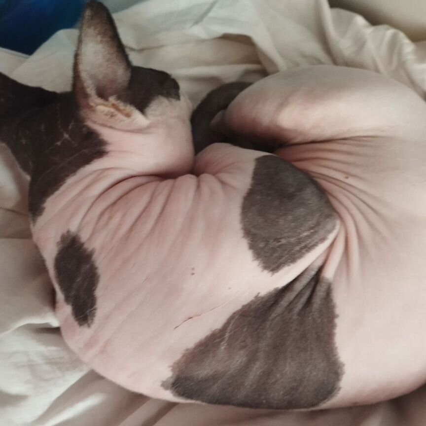 Сфинкс кот