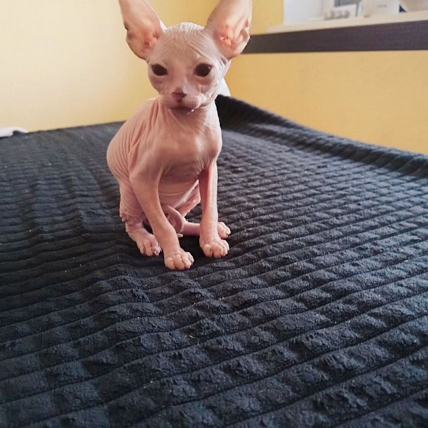 Донской сфинкс котенок