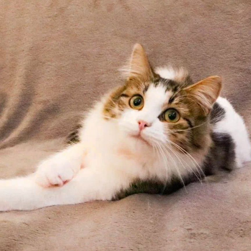 Сибирский котёнок Стич, в добрые руки
