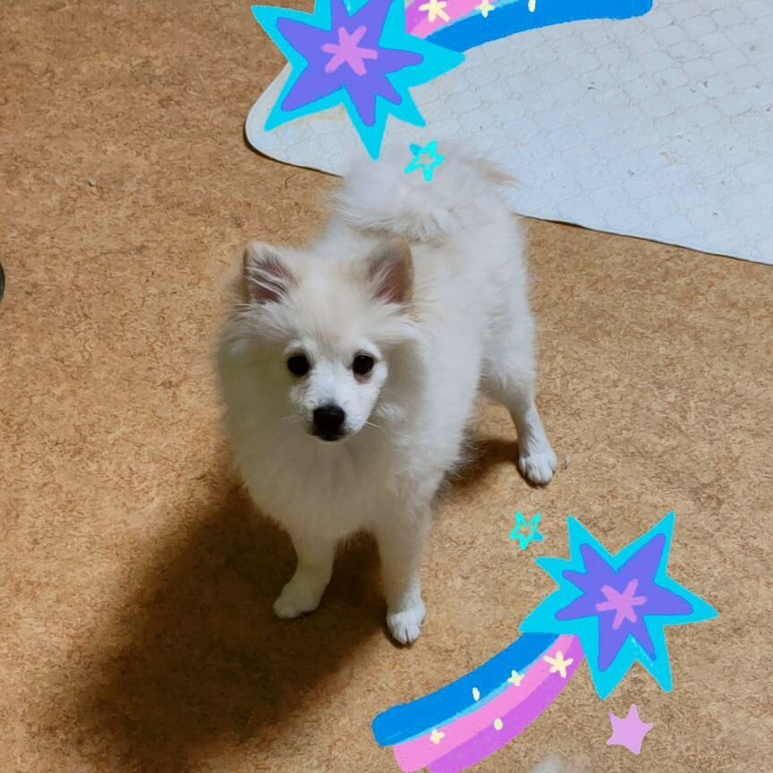 Щенки немецкого шпица