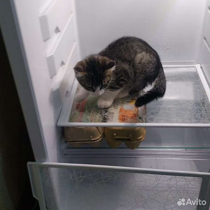 Потерялся кот, на фото ему 3-4 месяца. Щас ему 8