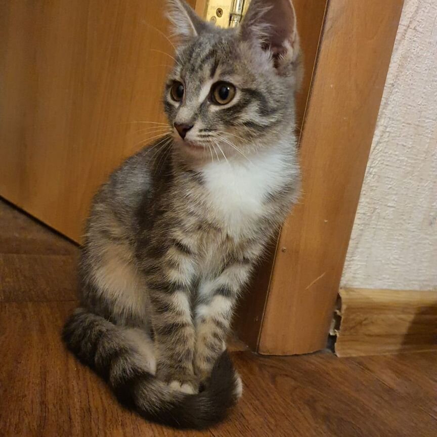 Котенок