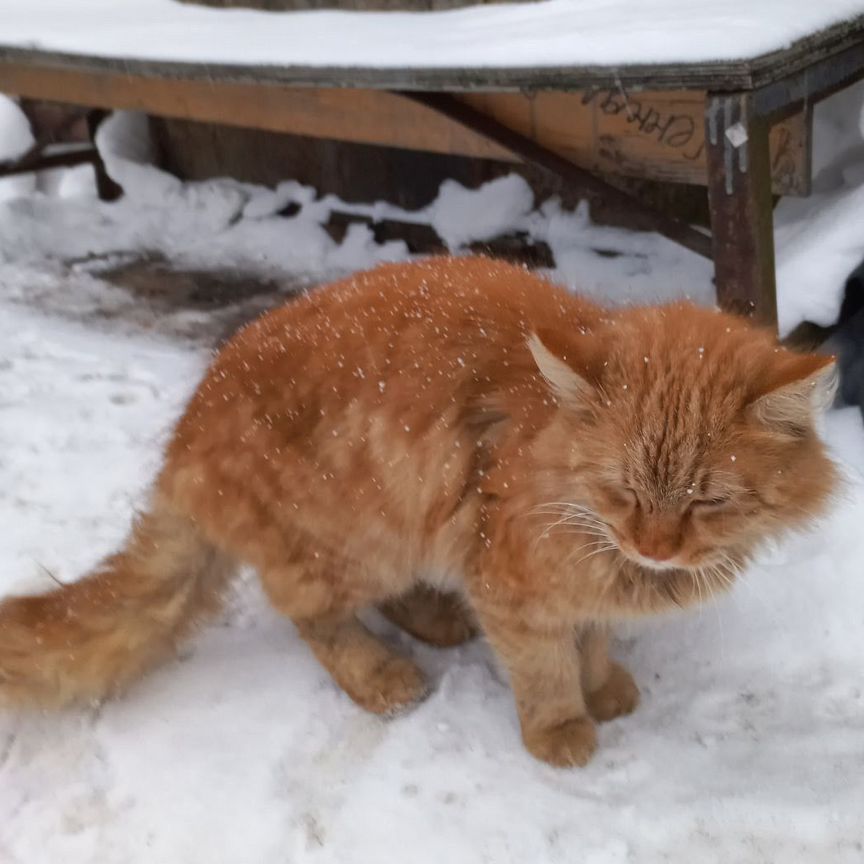 Взрослый кот в добрые руки