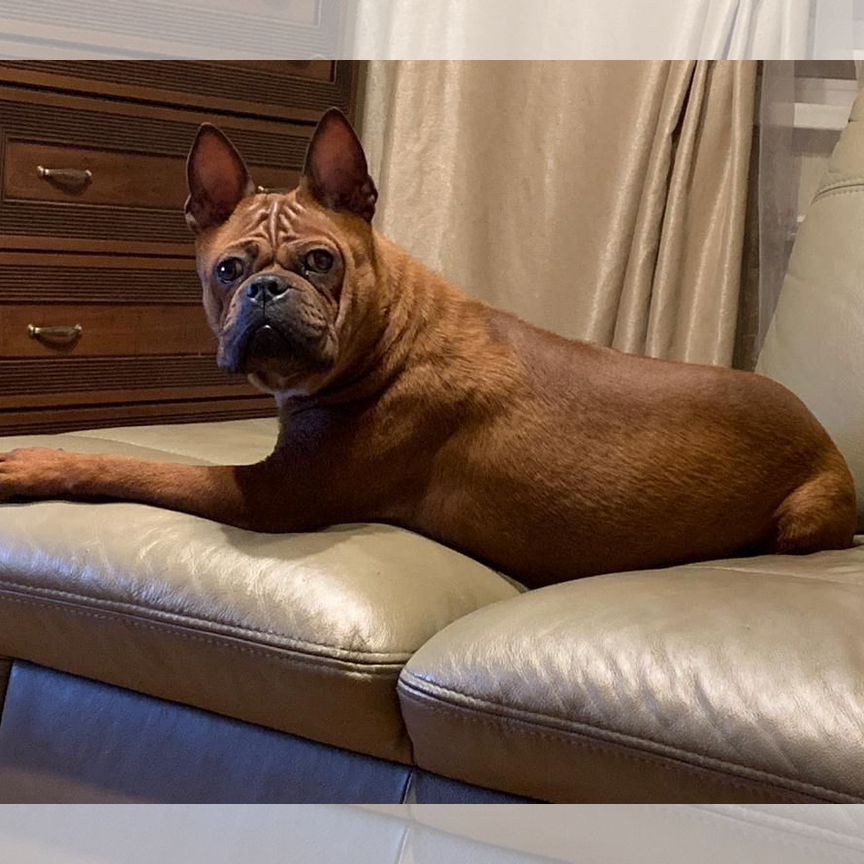 Взрослая собака в добрые руки