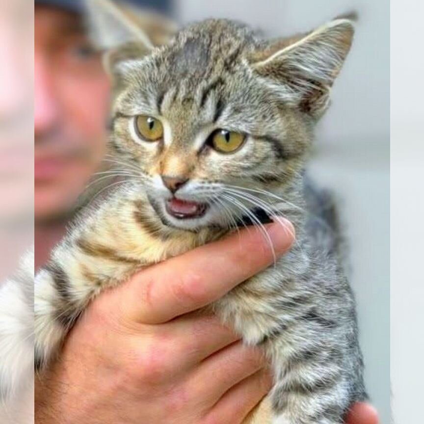 Красивый котёнок, девочка, в добрые руки