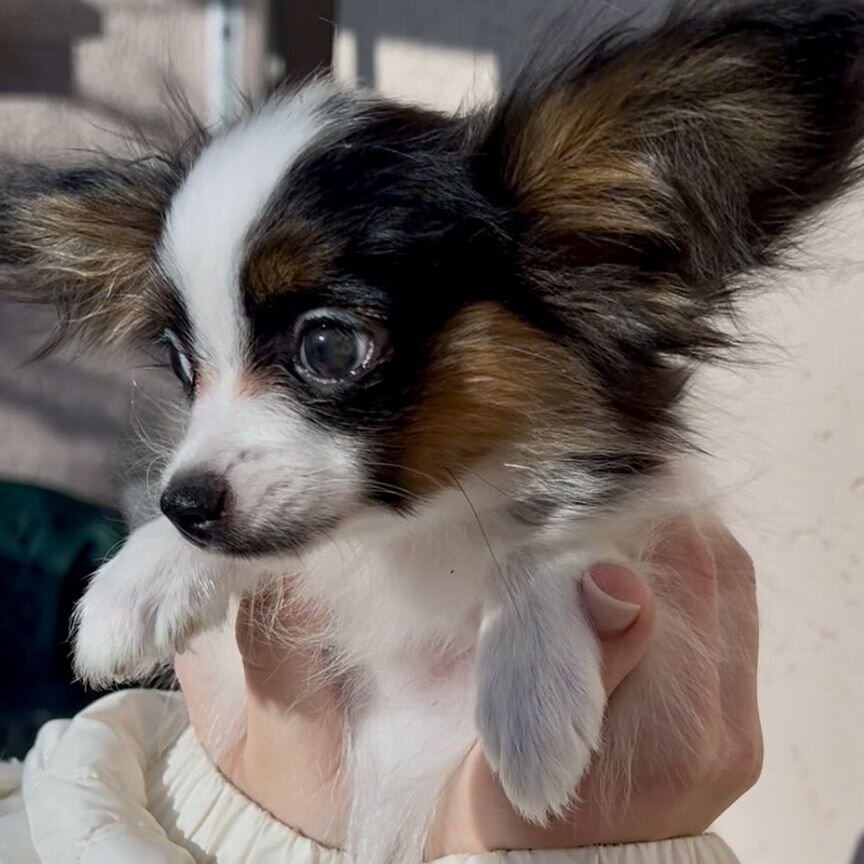 Континентальный той-спаниель папильон, щенок