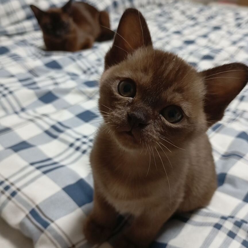 Бурманская кошечка