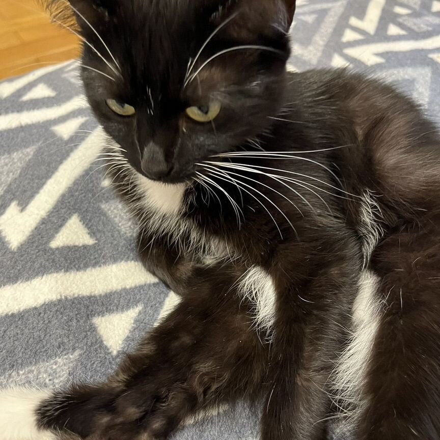 Кошечка в добрые руки