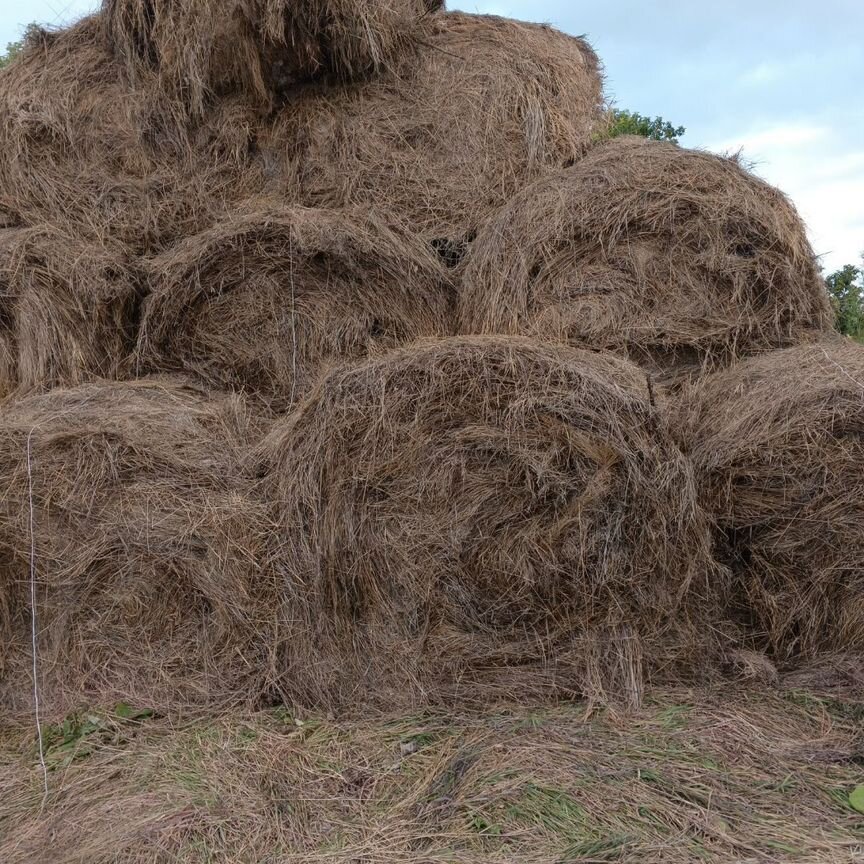 Продам сено в рулонах свежий укос