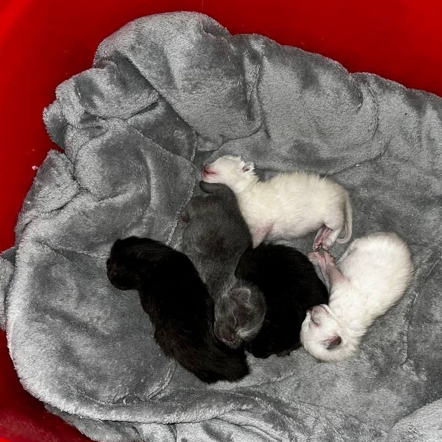 Котята в добрые руки 1 месяц