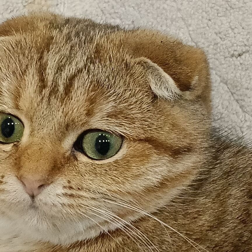 Шотландский вислоухий короткошёрстный котёнок