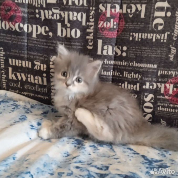 Ангорская кошечка ищет хозяина