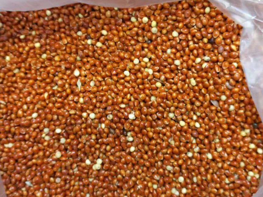 Просо красное