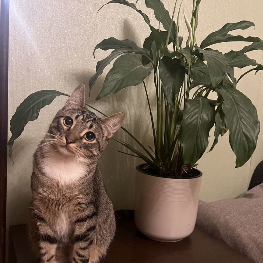 Отдам кота в добрые руки бесплатно