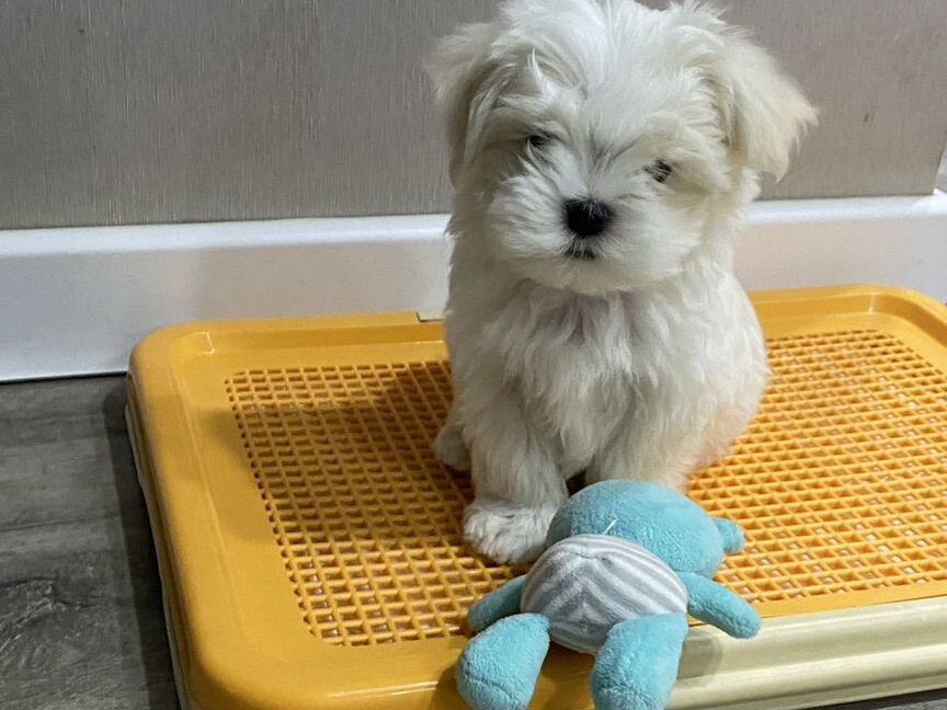 Щенки мальтезе РКФ