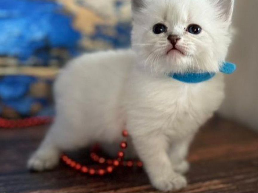 Котята невская маскарадная