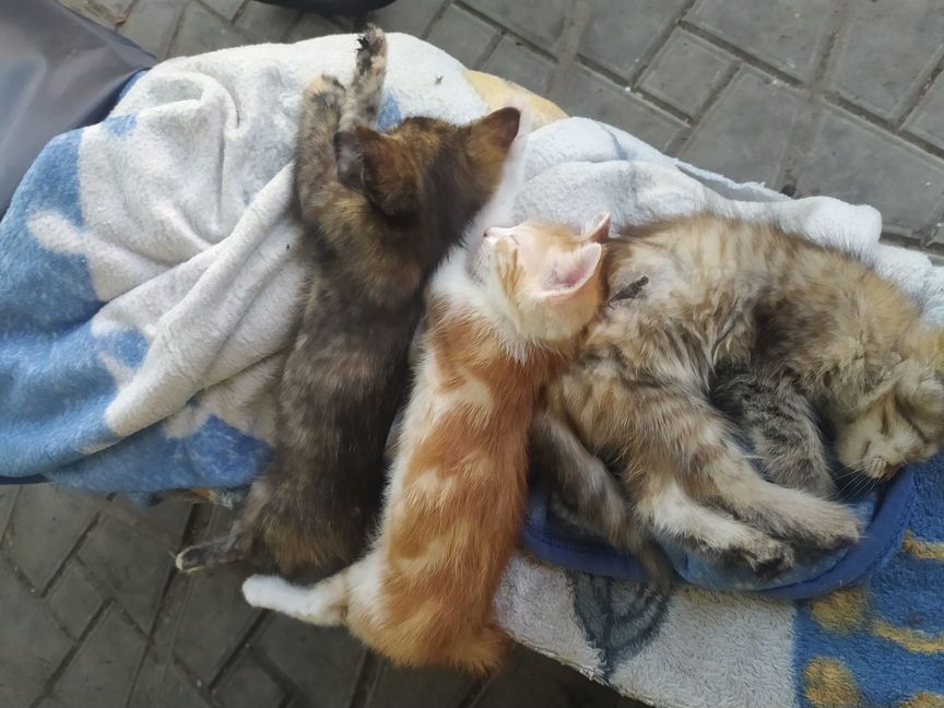 Котята в добрые руки