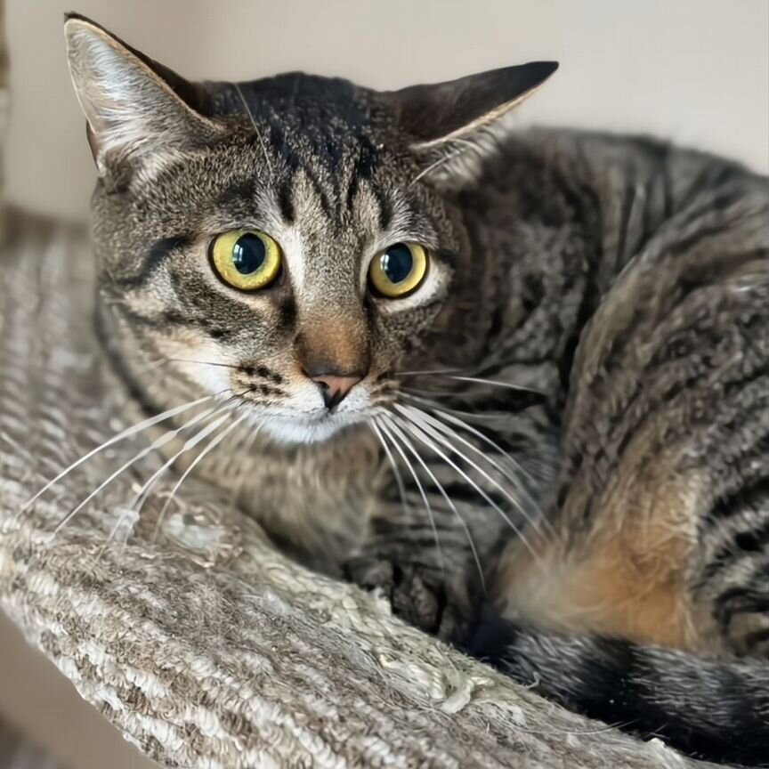 Взрослый кот в добрые руки