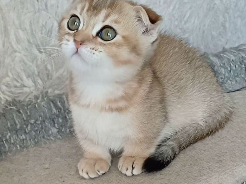 Коротколапая девочка