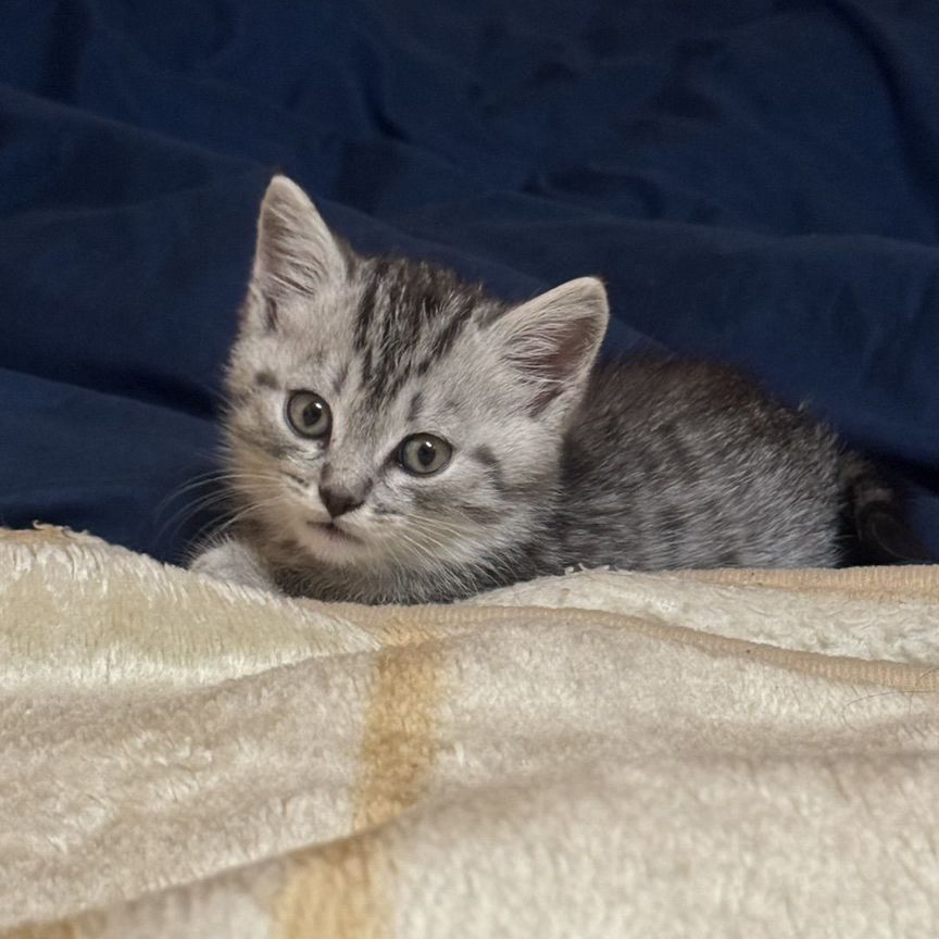 Шотланский котенок