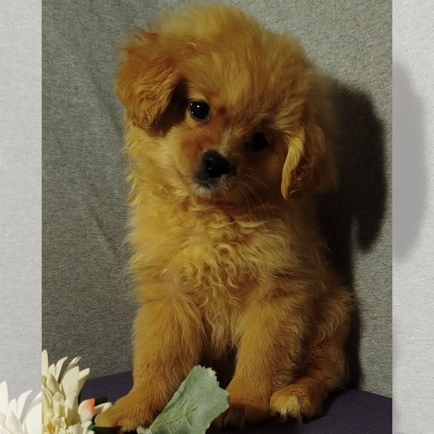 Кавалер кинг-чарльз-спаниель, щенок