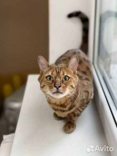 Кошечка Инди в добрые руки