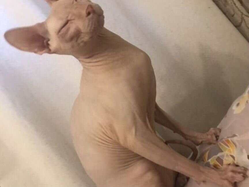 Канадский сфинкс 8 мес