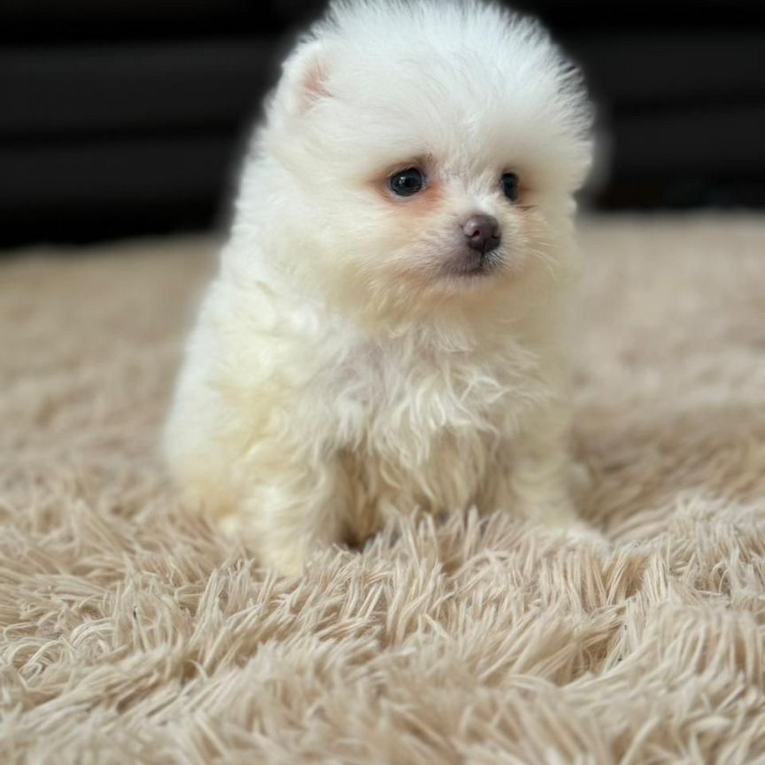 Щенки шпица