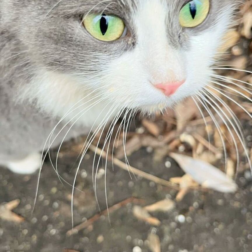 Приютите брошенку