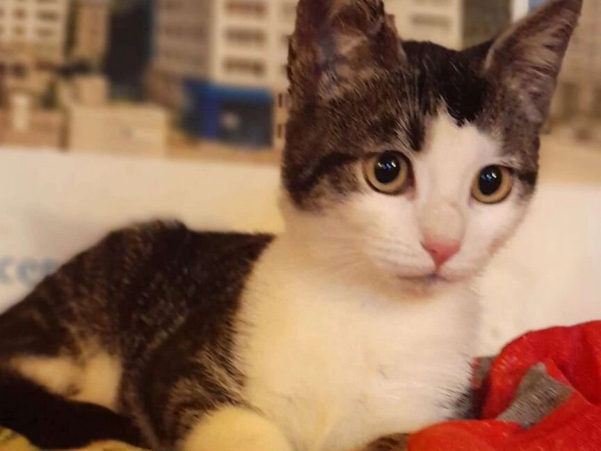 Котенок-девочка-нужен дом