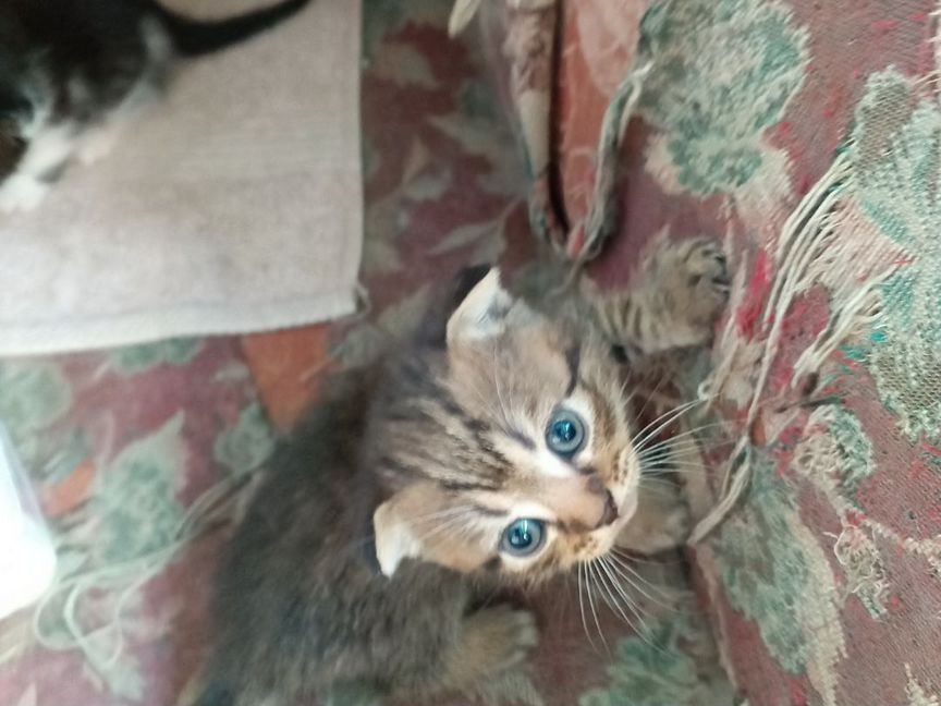 Кошка