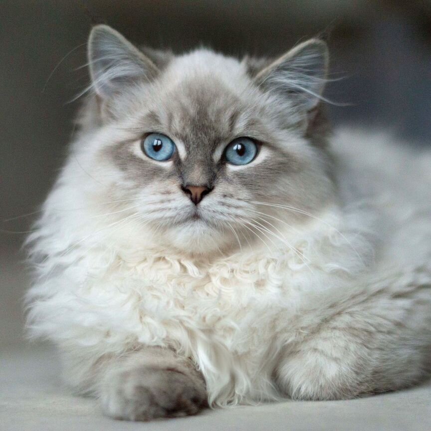 Невский маскарадный котенок